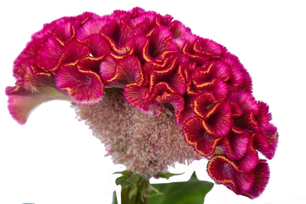 Celosia Act Rima - Season Collection – Tulip Flowers Tr LLC.