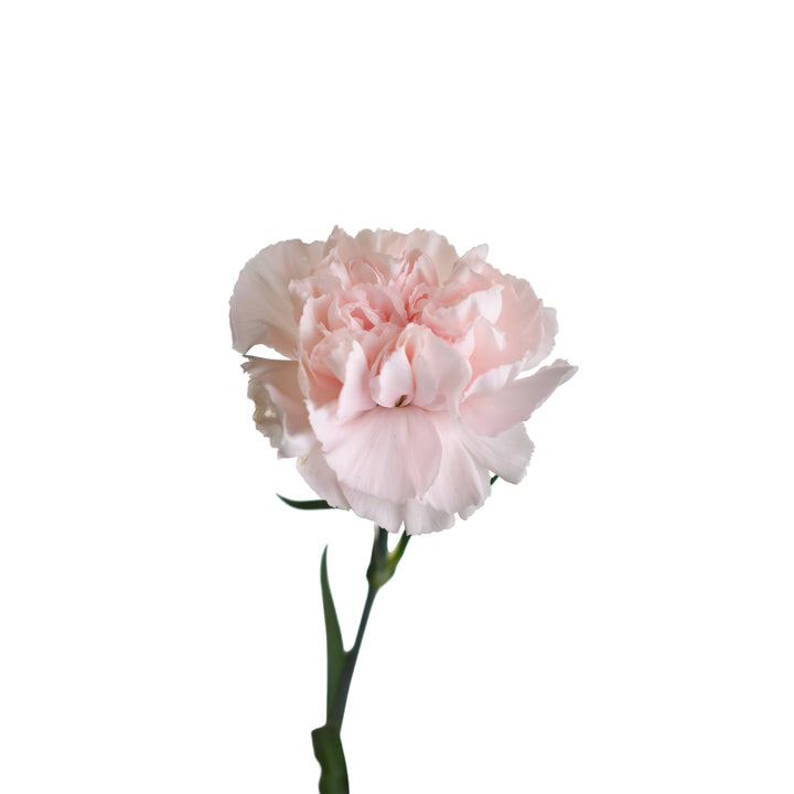 Carnation Lege Pink - Season Collection – Tulip Flowers Tr LLC.