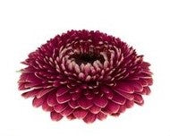 Gerbera Mini Pomponi Chique - Season Collection – Tulip Flowers Tr LLC.