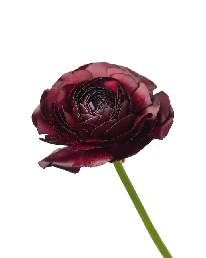 Ranunculus Red Maroon - Season Collection – Tulip Flowers Tr LLC.