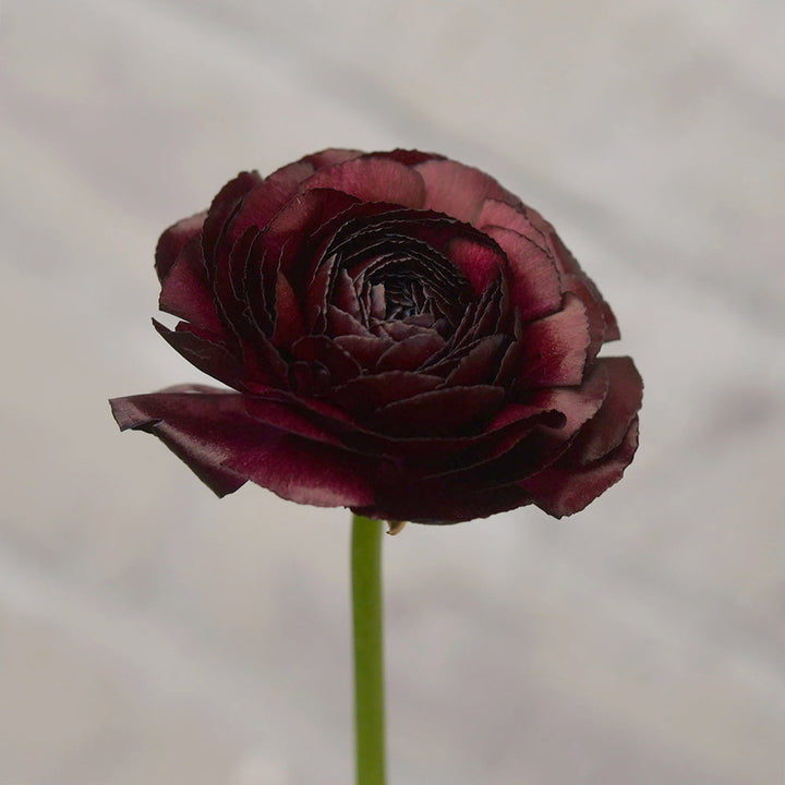 Ranunculus Red Maroon - Season Collection – Tulip Flowers Tr LLC.