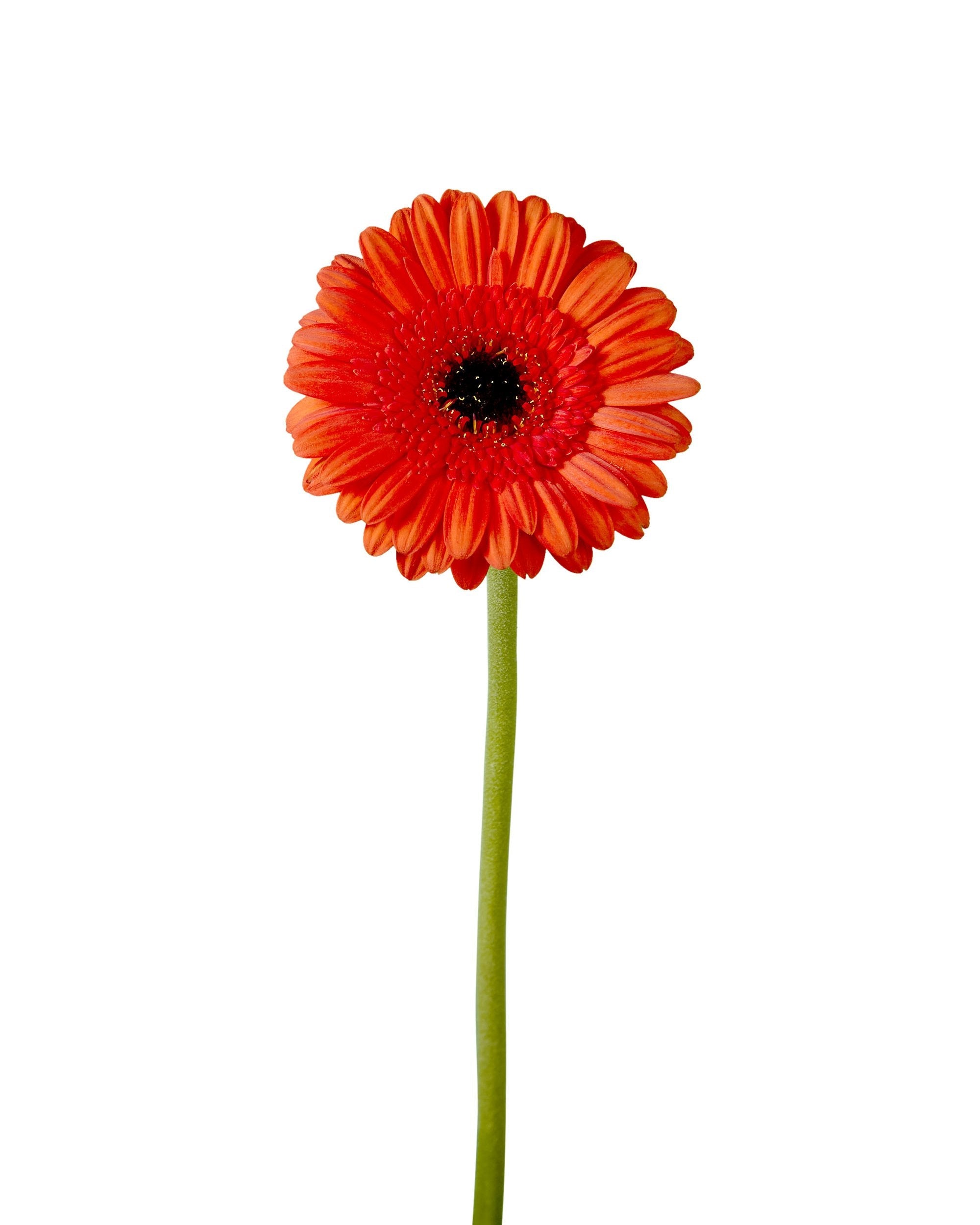 Gerbera Mini Caramba - Season Collection – Tulip Flowers Tr LLC.